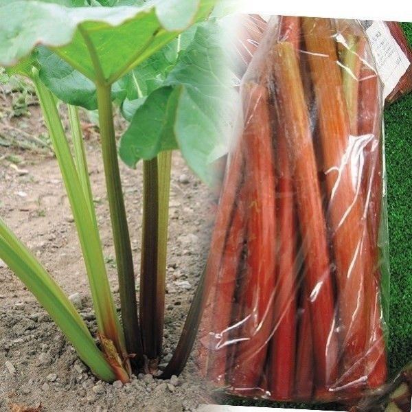 ●商品情報：ジャムやケーキなどとの相性が抜群で人気急上昇中のルバーブ！！ ビタミンＣやカリウム・カルシウムなども豊富に含有します。フキのように茎を使います。※栽培環境により赤色が出にくい場合があります。●お届け状態：種子●備考：播種や植え付...
