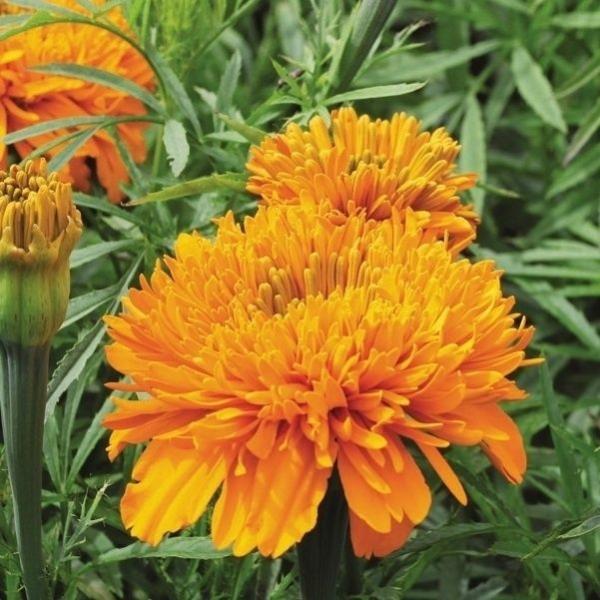 ●商品情報：コンパニオンプランツとしても注目されています。全国で栽培可能で、夏に一度切り戻すと晩秋まで美しい花が楽しめます。●お届け状態：種●分類：1年草●花期(約)：6〜10月●草丈(約)：60cm●備考：※種子の粒数はおおよその目安を記...