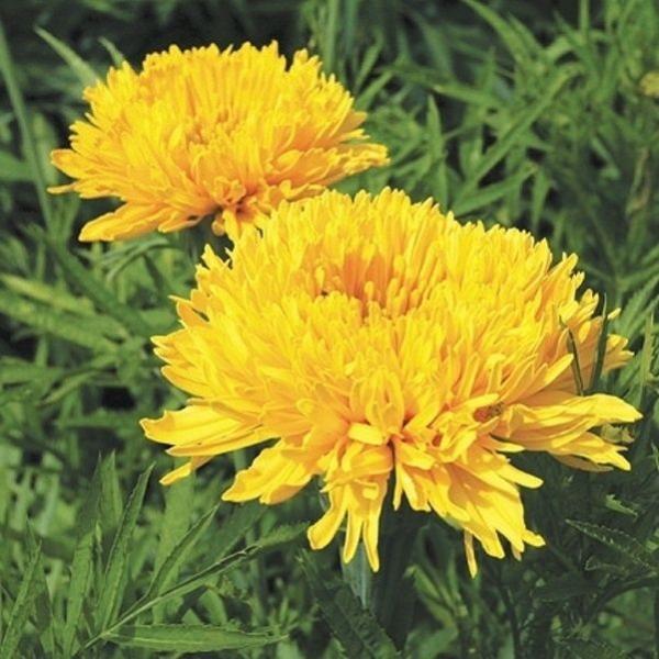 ●商品情報：コンパニオンプランツとしても注目されています。全国で栽培可能で、夏に一度切り戻すと晩秋まで美しい花が楽しめます。●お届け状態：種●分類：1年草●花期(約)：6〜10月●草丈(約)：60cm●備考：※種子の粒数はおおよその目安を記...