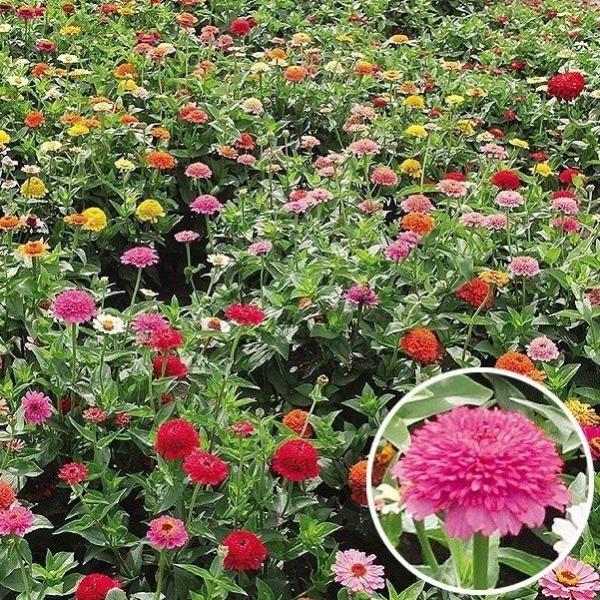 モコモコかわいい丁子咲きミックス。●商品情報：全国で栽培可能!栽培簡単で生育速く、開花期間が長い。花もちも良く花壇でも切花でも楽しめます。●お届け状態：種●分類：1年草●花期(約)：7〜10月●草丈(約)：80cm ※種子の粒数はおおよその...