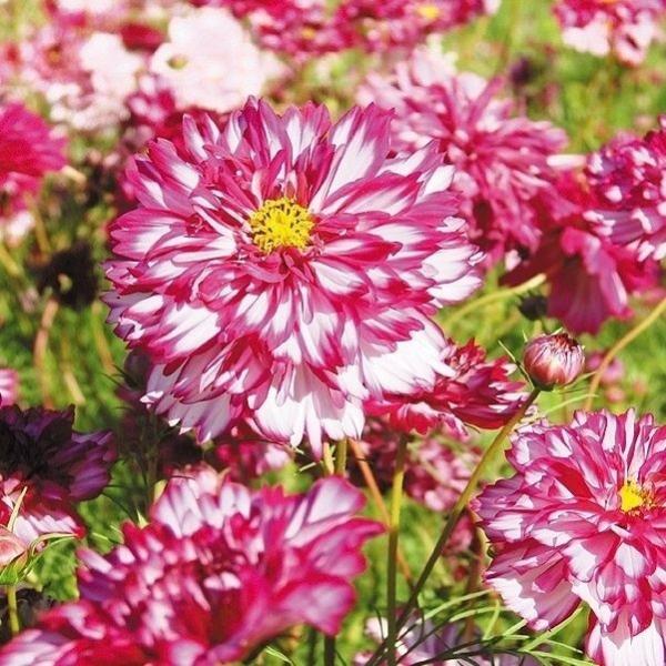 ●商品情報：日当たりとは水はけさえ良ければ、やせ地でも生育するほど強健!!群植させると見応えがあります。※栽培環境により一重咲きになる場合があります。●お届け状態：種●分類：1年草●花期(約)：7〜11月●草丈(約)：120cm●備考：※種...