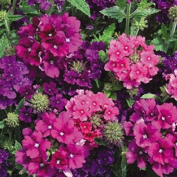 ●商品情報：印象の強い花色！●お届け状態：種●分類：1年草●花期(約)：5〜10月●草丈(約)：20cm●備考：※種子の粒数はおおよその目安を記載しております。実際の粒数とは多少差異がありますのでご了承下さい。また、粒の形状・大きさは、採種...