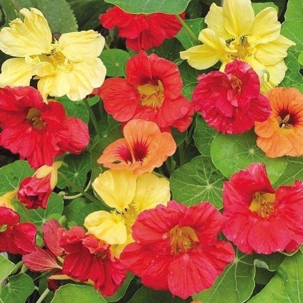 ●商品情報：あたたかな色の混合●お届け状態：種●分類：1年草●花期(約)：6〜11月●草丈(約)：40cm●備考：※種子の粒数はおおよその目安を記載しております。実際の粒数とは多少差異がありますのでご了承下さい。また、粒の形状・大きさは、採...