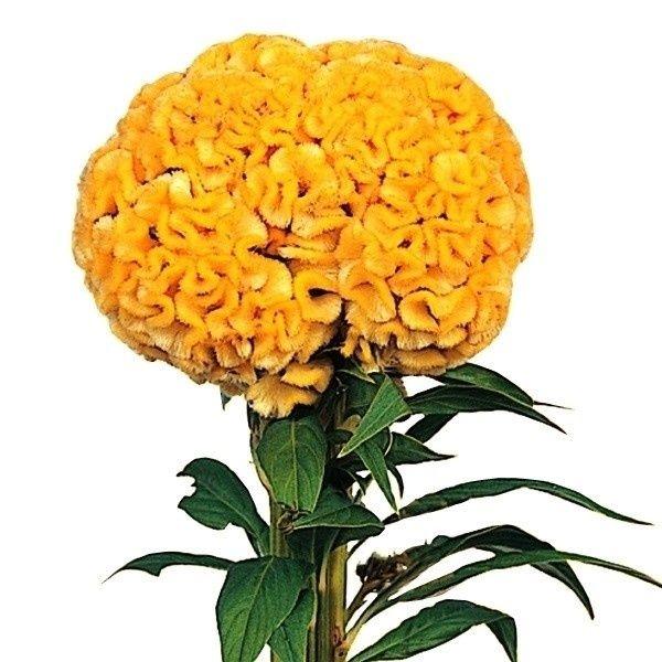 ●商品情報：ベルベットのような質感を持つ最高級の久留米ケイトウ。まん丸な花姿が大人気●お届け状態：種●分類：1年草●花期(約)：6〜10月●発芽適温：20〜25℃●草丈(約)：50〜120cm●備考：※種子の粒数はおおよその目安を記載してお...