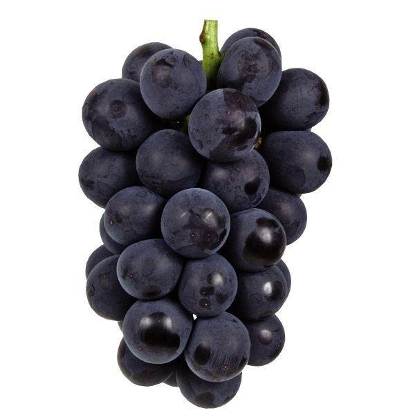 ●商品情報：1粒20〜25gにもなる巨大粒ブドウ。裂果や花振るいが少なく、育てやすい。●お届け状態：接木１年生根巻苗●分類：つる性落葉樹●実の収穫期(約)：8月中旬〜●耐寒性：強●日照条件：日なた●栽培適地：庭・鉢●栽培ポイント：１本で実る