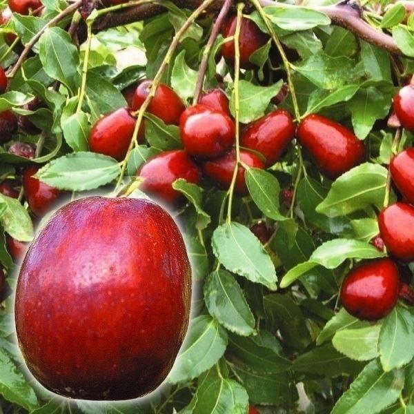 ●商品情報：最大果重113g（平均56g）、最高糖度41度と、デカくてとっても甘い高級ナツメ! 肉質は驚くほどキメ細かく、タネも小さく、濃厚な香りも相まって極上の風味が楽しめる!裂果が少なく病気に強い豊産性品種で、なめらかな赤紫色の果皮は艶...