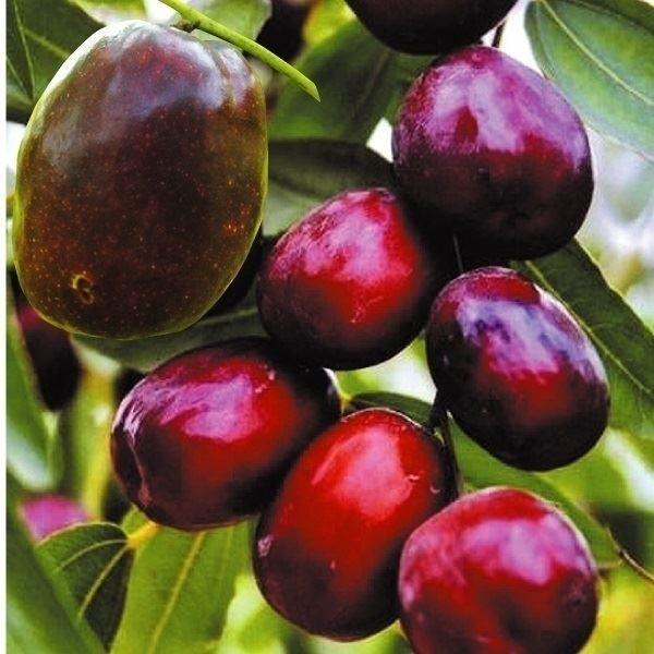 ●商品情報：本場中国で、黒棗の中でも「頭一つ抜けた品質」との呼び声も高い逸品種! 最大果重68g（平均33g）で最高糖度も39度と高く、甘酸の絶妙なバランスを堪能できる美味ナツメ! ぎっしりと詰まった果肉は淡い黄色で、生食はもちろん、ドライ...