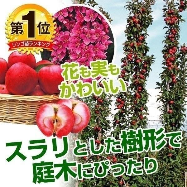 ●商品情報：メイちゃんの瞳は、紫紅色の果皮で、果肉の果皮周辺と果芯部まで赤く染まる、果重100〜180gのミニリンゴです。カリッと口に頬張ると甘酸っぱい果汁と香りが口いっぱいに広がり旨い! 果肉の赤さを活かしたジャムや、甘さがギュッと凝縮さ...