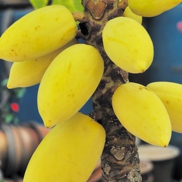 ●商品情報：長さが10〜20cmで、太さ6〜7cmの細長い果実は最初から黄色く、レモン色から濃い黄色に変わったら食べごろ。比較的矮性なパパイヤなので、栽培管理がしやすい!【パパイヤ】パパイア科の多年生植物。アメリカ大陸の熱帯地域が原産。樹高...