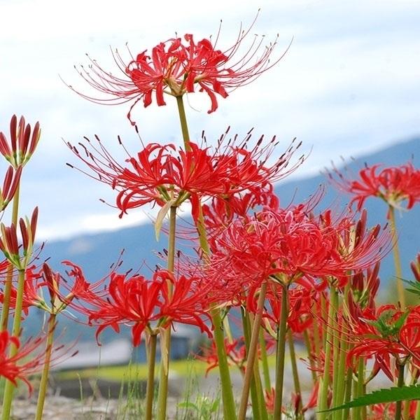 ●学名・英名：Lycoris radiata●商品情報：秋の彼岸頃に燃えるように真っ赤な花を咲かせる、日本の秋の風物詩「彼岸花」。別名「曼珠沙華(まんじゅしゃげ)」と呼ばれ縁起の良い花です。ヒガンバナには忌避成分が含まれており、その成分が一...
