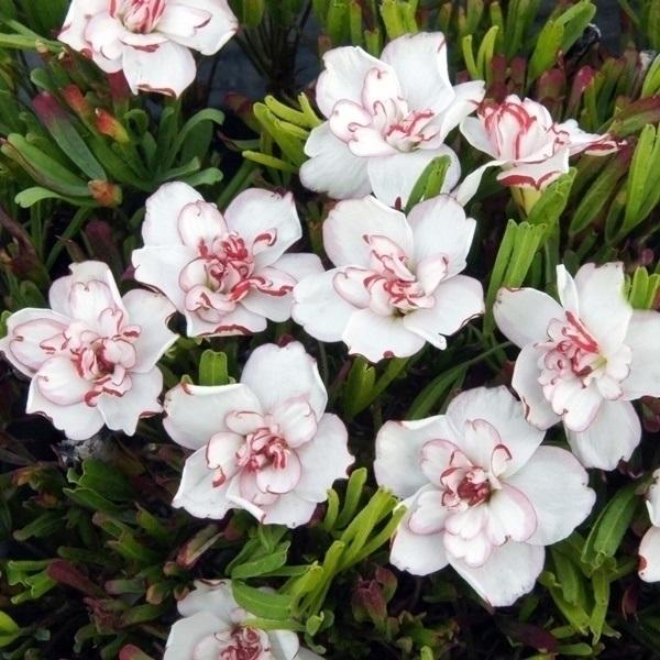 ●学名・英名：Oxalis●商品情報：オキザリスは愛らしい花は日中に開き、夜や曇りの時は閉じます。病害虫にも強く、植えっぱなしでも良く育つので栽培簡単でおすすめです。白地に赤い縁が入る美しい八重咲きオキザリス。カタバミ科。登録品種名: SK...