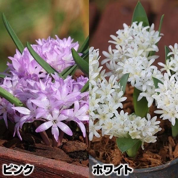 セット内容：ピンク・ホワイト/各5球●学名・英名：Lachenalia (Polyxena) ensifolia●商品情報：ポリキセナは可愛らしい花を咲かせる多肉植物の球根です。現在の分類ではラケナリア属に編入。●お届け状態：球根 (開花見...