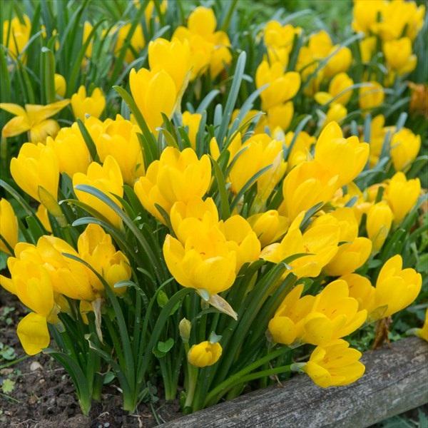 ●学名・英名：Sternbergia lutea●商品情報：ヒガンバナ科。原産は南ヨーロッパ・地中海地域から中東、中央アジアまで広く分布。愛らしい花姿で人気。ステルンベルギア ルテアはイギリス王立園芸協会(RHS)のガーデン・メリット賞(A...