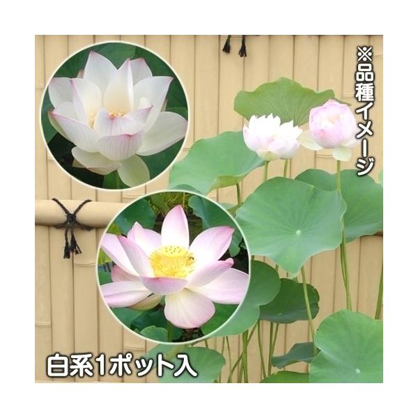 ●商品情報大型ハスで葉も大きくなり、夏に美しい花を咲かせます!   ●お届け状態21cmポット苗   ●分類浮葉・抽水植物   ●草丈(約)50〜150cm   ●花期6〜8月   ●耐寒性株が凍らないように管理すれば冬越しＯＫ   ●日照...