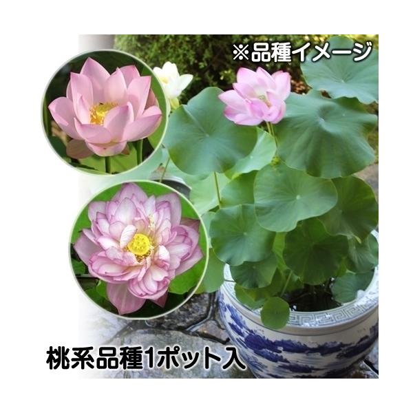 ●商品情報花つきが良く栽培容易な小型ハス!初心者の方にもオススメです!   ●お届け状態21cmポット苗   ●分類浮葉・抽水植物   ●草丈(約)約50cm   ●花期6〜8月   ●耐寒性株が凍らないように管理すれば冬越しＯＫ   ●日...