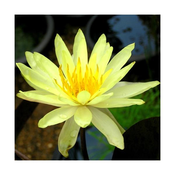 ●商品情報優しい色あいが人気の温帯種！   ●お届け状態12cmポット苗   ●分類浮葉植物   ●草丈(約)10〜30cm   ●花期5〜9月   ●耐寒性株が凍らないように管理すれば冬越しＯＫ   ●日照日なた   ●栽培適地鉢・ビオト...