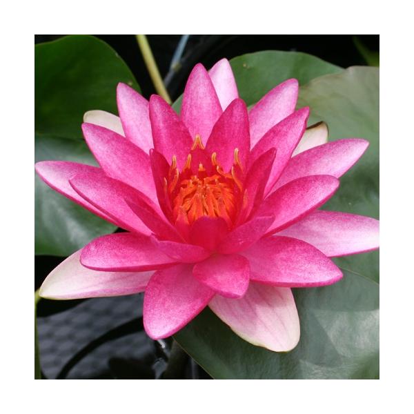 ●商品情報優しい色あいが人気の温帯種！   ●お届け状態12cmポット苗   ●分類浮葉植物   ●草丈(約)10〜30cm   ●花期5〜9月   ●耐寒性株が凍らないように管理すれば冬越しＯＫ   ●日照日なた   ●栽培適地鉢・ビオト...