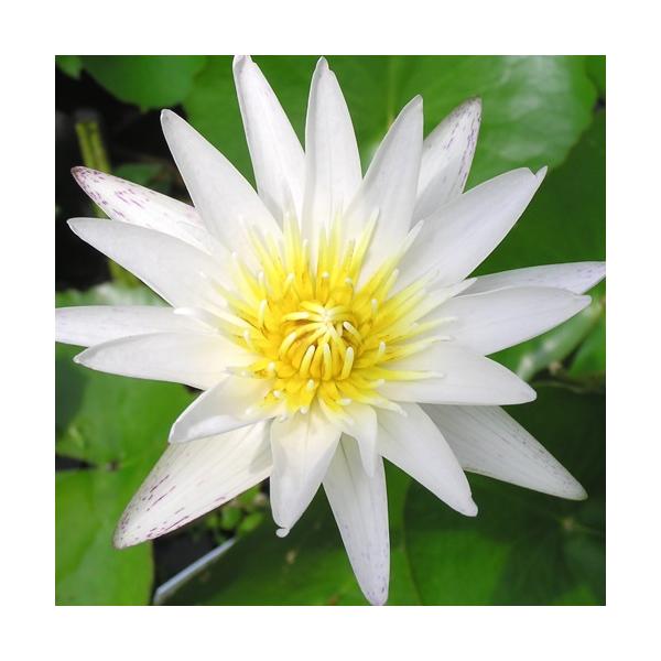 ●商品情報夏の暑さに強い美しいスイレンです   ●お届け状態10.5cmポット苗   ●分類浮葉植物   ●草丈(約)10〜30cm   ●花期7〜10月   ●耐寒性寒さに強くないので冬は屋内での管理がよい   ●日照日なた   ●栽培適...