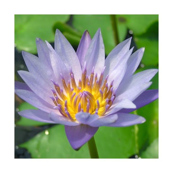 ●商品情報夏の暑さに強い美しいスイレンです   ●お届け状態10.5cmポット苗   ●分類浮葉植物   ●草丈(約)10〜30cm   ●花期7〜10月   ●耐寒性寒さに強くないので冬は屋内での管理がよい   ●日照日なた   ●栽培適...