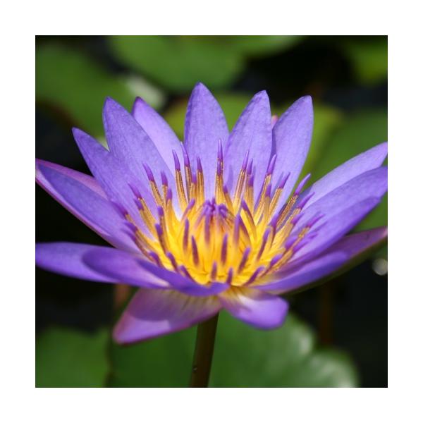 ●商品情報夏の暑さに強い美しいスイレンです   ●お届け状態10.5cmポット苗   ●分類浮葉植物   ●草丈(約)10〜30cm   ●花期7〜10月   ●耐寒性寒さに強くないので冬は屋内での管理がよい   ●日照日なた   ●栽培適...