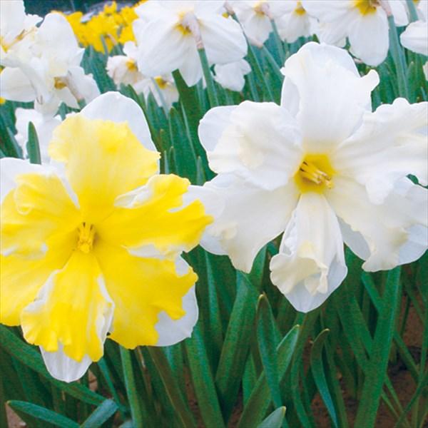 ●学名・英名：Narcissus Cassata●商品情報：黄色の花弁は咲き進むと白っぽくなるバタフライ咲き水仙。●分類：11a W-W Split-Cupped Collar Daffodil Cultivarsスイセンは育てやすく、植え...