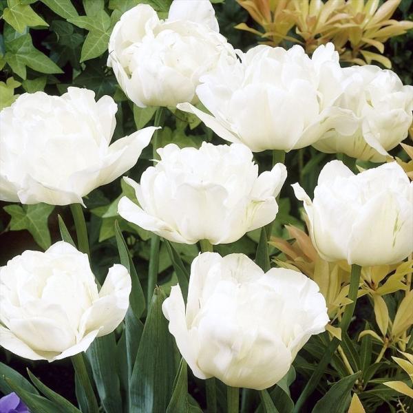 ●学名・英名：Tulipa Mount Tacoma●分類：八重遅咲き Double Late●商品情報：清楚な白の八重咲きチューリップ! 2001年フラワーバルブオブザイヤー受賞花。ユリ科。●お届け状態：球根 (開花見込みサイズ)※球根に...