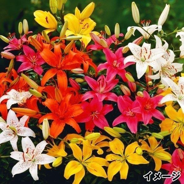 ●商品情報：銘花・名称付き単色すかしゆり球根の詰め合わせを激安価格でご提供!! 品種がたくさんあって選びきれないあなたにオススメです。●お届け状態：球根●開花期(約)：6月●耐寒性：強●日照：日なた●栽培適地：庭・鉢・切花●注意事項：※写真...