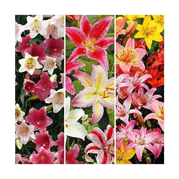 ●商品情報：銘花・名称付きゆり球根の詰め合わせを激安価格でご提供!! 品種がたくさんあって選びきれないあなたにオススメです。花ユリ(オリエンタルユリ)・鉄砲ゆり・すかしユリが必ず入る大人気詰め合わせです。●お届け状態：球根●注意事項：※写真...