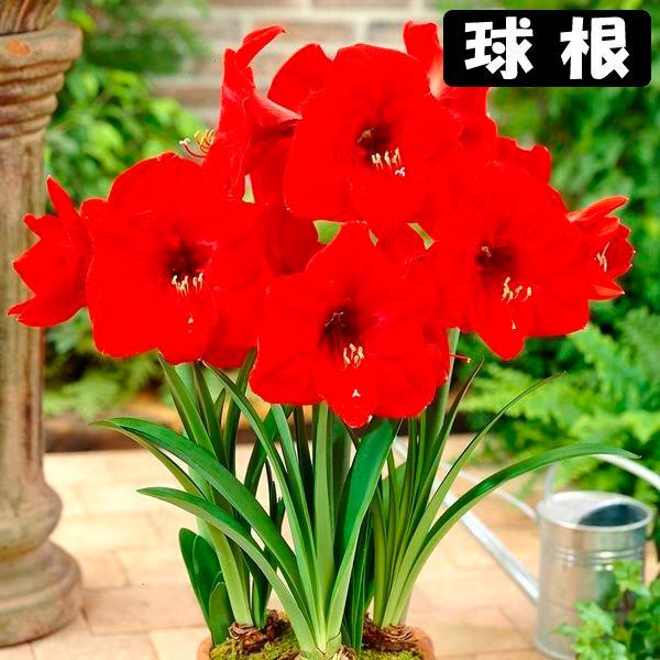 ●学名・英名：Hippeastrum Red Lion●商品情報：2月から5月に咲くアマリリスの球根。大人気の真っ赤な一重咲きアマリリスです。球根の上部３分の１程度出るくらいの浅さで鉢に植え付けます。水をやると成長がスタート! ●お届け状態...