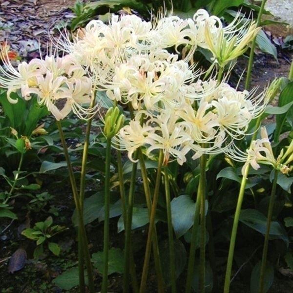 ●学名・英名：Lycoris elsiae●商品情報：乳桃色から乳白色へ花色が変化するリコリス。花持ち良く、切花にも。性質強健でとても育てやすく、植えっぱなしにすると花つきがよくなります。ヒガンバナ科。●お届け状態：球根 (球周: 約6cm...
