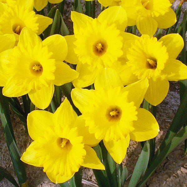 ●学名・英名：Narcissus Dutch Master●商品情報：ラッパ咲き水仙人気No.1。黄色の花がよく映えます。スイセンは育てやすく、植えっぱなしでも栽培でき、初心者にもおすすめです。●分類：1 Y-Y Trumpet Daffo...