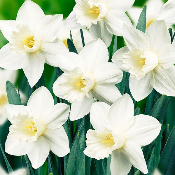 ●学名・英名：Narcissus Watch Up●商品情報：清楚でバランスの良い花姿のラッパ咲き水仙。スイセンは育てやすく、植えっぱなしでも栽培でき、初心者にもおすすめです。●分類：1 W-W Trumpet Long-Cupped●お届...