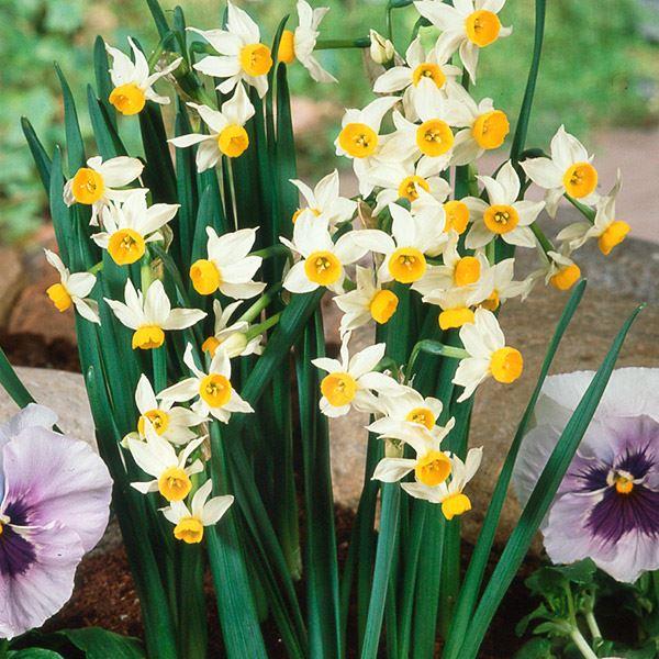 ●学名・英名：Narcissus Canaliculatus●商品情報：ユニークな花形をした香りミニ水仙。スイセンは育てやすく、植えっぱなしでも栽培でき、初心者にもおすすめです。●分類：8 W-Y Tazetta●お届け状態：球根●開花期(...