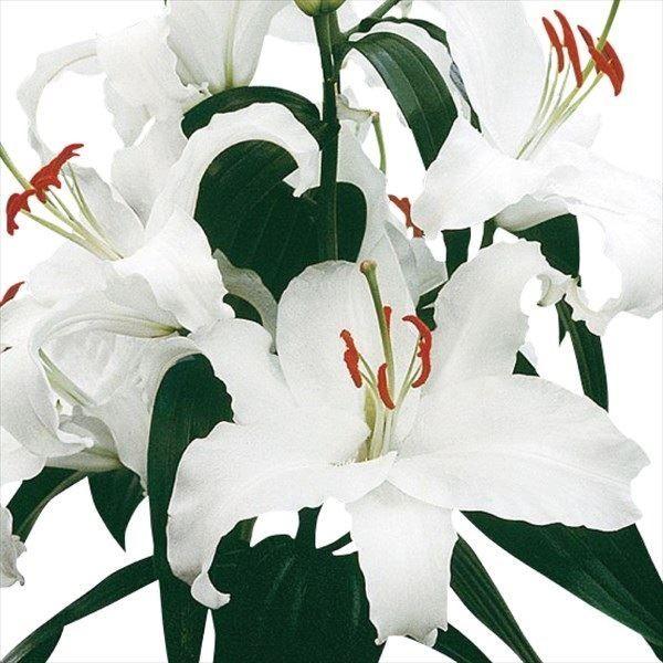 ●学名・英名：Lilium Siberia●商品情報：カサブランカに並ぶ世界の大銘花ユリ! 花つき・花もち抜群のやや上向き咲きで、切花でも有名なオリエンタルリリーです。良い香りがする●お届け状態：球根●開花期：6-7月●草丈：中(80-12...