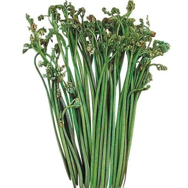 山菜の定番!●商品情報「山菜と言えばコレ!」という人も多い、山の味覚の代表格「ワラビ」。アク抜きをして、和え物や煮物等に。独特の食感とぬめりがあって美味しい。●お届け状態：素掘苗●分類：シダ類●収穫期(約)：4〜6月●日照：半日陰●耐寒性：...