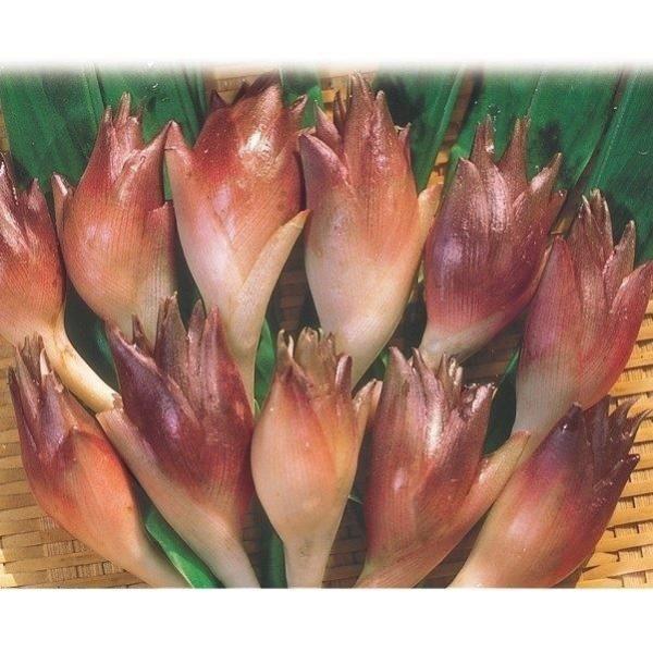 ●商品情報９月頃から花芽の収穫が始まる晩生品種のミョウガ。●お届け状態：素掘苗●分類：多年草●収穫期：ミョウガダケ/5〜6月花芽/7〜9月●日照：半日陰●耐寒性：強