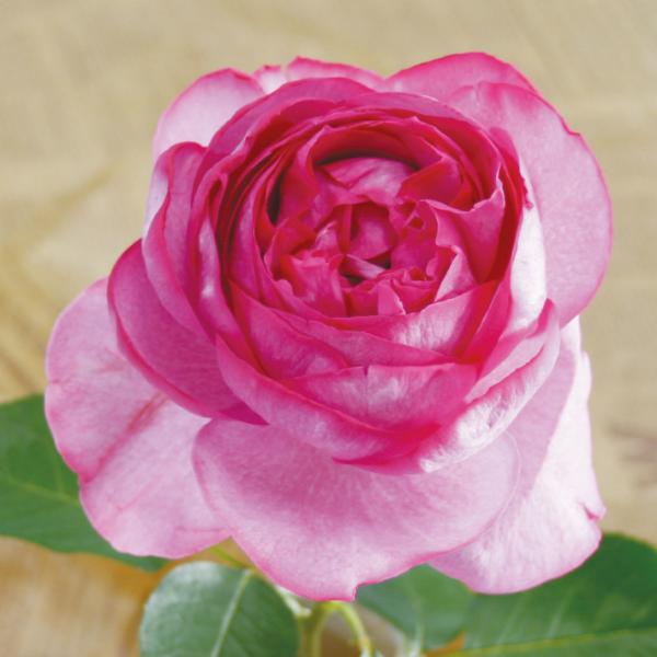 ●商品情報：フリルが入った花弁が幾重にも重なった豪華な芍薬咲きの四季咲き大輪バラ。芳醇な香りで数々の賞を受賞した大銘花です。☆この商品は、10月下旬〜発送開始の秋の予約苗です。●お届け状態：大苗：接木1年生根巻苗（樹高約15cm）●分類：落...