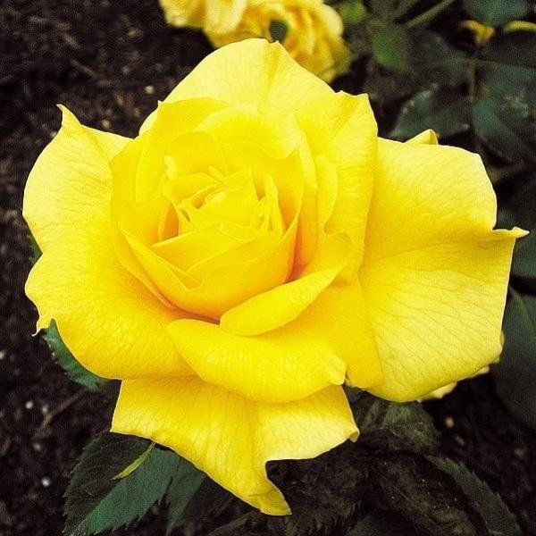 ●商品情報：香りが特に素晴らしく、花つき・花持ちに優れ、散り際まで色褪せない鮮黄色の四季咲き中輪バラ。半直立性の樹形でコンパクトなので、鉢植えにも向きます。☆この商品は、10月下旬〜発送開始の秋の予約苗です。●お届け状態：大苗：接木1年生根...