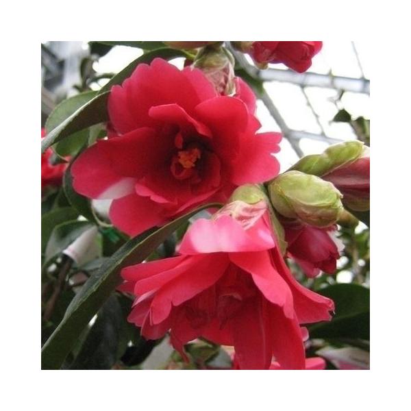 ●商品情報：珍しいシダレ性、赤に白い斑の入る蓮華咲き、中輪●お届け状態：挿木12cmポット苗●分類：常緑樹●日照条件：日なた(幼木時は半日陰で管理)●栽培適地：庭・鉢・切花