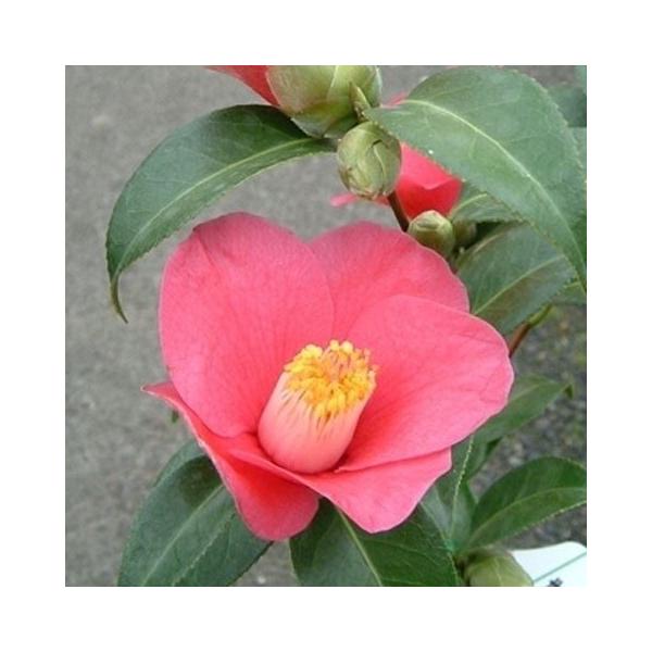 ●商品情報：一重筒咲き、立ち性の樹形が茶席などで好評の一品●お届け状態：挿木12cmポット苗●分類：常緑樹●日照条件：日なた(幼木時は半日陰で管理)●栽培適地：庭・鉢・切花