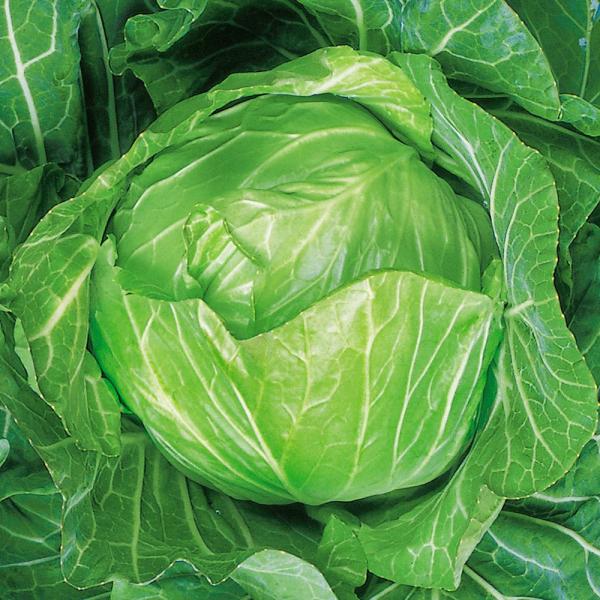 ●商品情報：肉質柔らかく甘味強くとっても美味しい極早生の春系品種。定植後45〜50日で収穫でき、晩抽性で作りやすい。球重約1.2kgで新鮮な間に使い切りやすい！ 春・夏・秋まき可能で栽培期間が長いのも嬉しい！●球重（約）：1.2kg ●早晩...