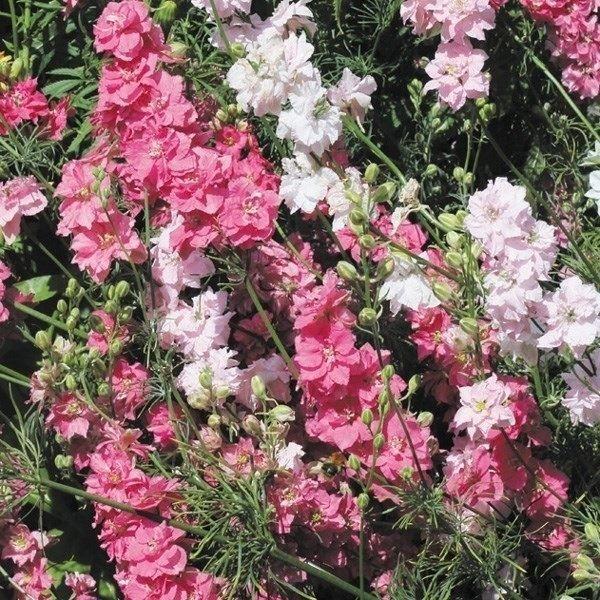 ●商品情報薄桃〜濃桃色の千鳥草   ●お届け状態種子   ●分類1年草   ●開花期(約)5〜6月   ●草丈(約)80cm   ●備考播種や植え付け後の栽培条件、天候等によりその結果が異なることがありますが、弊社の責と考えられる結果不良の...