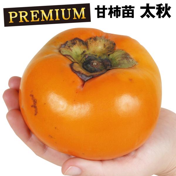●商品情報：あの「富有より」も旨いと評判の美味甘柿。肉質ジューシーでシャリシャリと柔らかく、最高糖度18度と甘〜く絶品! しかも、果重350〜400gと立派!!  北陸地方沿岸部でも栽培可能と言われています。美味しい太秋には条紋あり! ★プ...