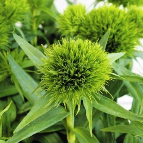 ●商品情報：グリーンのガクがまん丸になる可愛らしいナデシコ。花持ち抜群なので、切花の素材として大人気! 早めに花を摘めば次々と花が上がってきます。   ●お届け状態：ポット苗   ●分類：多年草   ●開花期(約)：春〜晩秋   ●草丈(約...