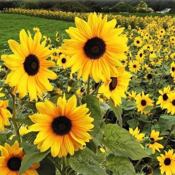 ●商品情報：花径約8cmのひまわりが、分枝しながら次々と花が咲き、6〜9月にかけて100輪もの花を付けるという驚きのひまわり! 他ではなかなか手に入らないひまわりです。ぜひこの機会に!   ●お届け状態：ポット苗   ●分類：1年草   ●...