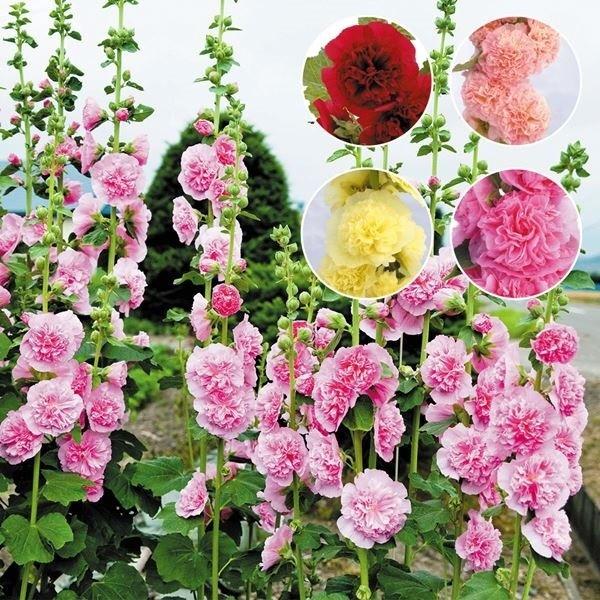 ●商品情報迫力ある巨大八重咲タチアオイ。花つき良く、とてもゴージャス! 花は下から上へと咲き進み、約2か月の花期の間、花壇を鮮やか＆ゴージャスに彩ります。●お届け状態ポット苗●分類多年草●開花期(約)6?7月●草丈(約)1.5?2m●耐寒性...