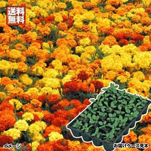 ●商品情報：よく分枝し、多花性! 夏の花壇や寄せ植え、ミニブーケにも。性質強健なハイブリッド種。   ●お届け状態：9cmポット苗   ●分類：１年草   ●観賞期(約)：6〜10月   ●草丈：30〜40cm   ●日照条件：日なた   ...