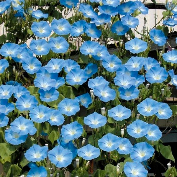 ●商品情報：開花期が夏から晩秋までと長く、開花時間も昼過ぎまでと長い!早咲き多花性で大人気の西洋アサガオ!   ●お届け状態：ポット苗    ●分類：つる性1年草    ●開花期：夏〜晩秋    ●日照：日なた   ●備考：