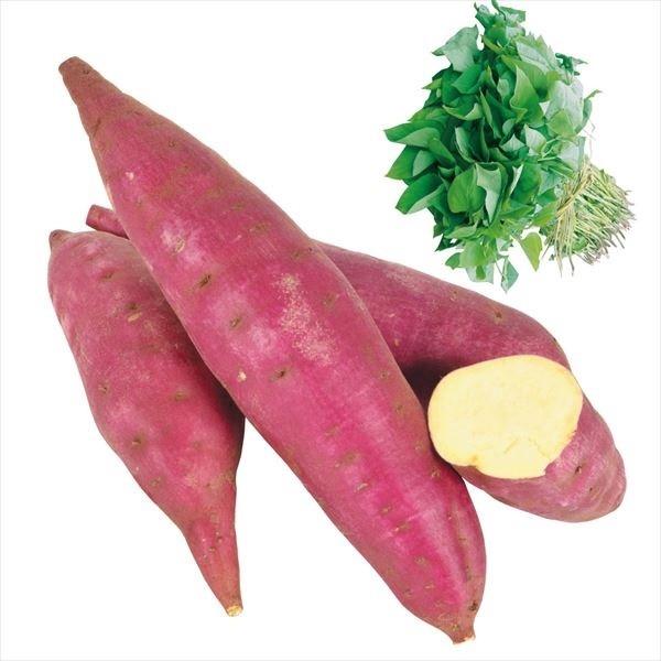 ●商品情報：京都の砂丘で栽培されてきた『まいこ金時』。甘くて育てやすい『金時』の特徴はそのままで、通常のサツマイモと比べて、根の跡が浅く、目立たず肌がきれいで、食感が良くなります。形が良いため、料理にも使いやすい!●お届け状態 ：イモヅル●...