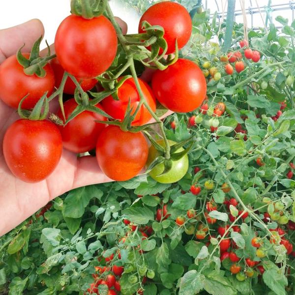 ●商品情報：面倒な摘芯・わき芽かき一切致しません。伸び放題のトマトジャングルのなかで、ジューシーで美味しいミニトマトがどっさり！！　暑さに負けず、病気にも強い超放任楽々ミニトマト。●ミニトマト●果重（約）：15〜25g●お届け状態：接木9c...
